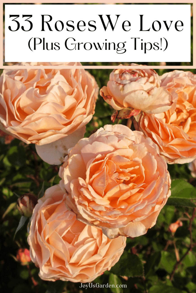 33 Roses For Containers; Plus Care & Growing Tips