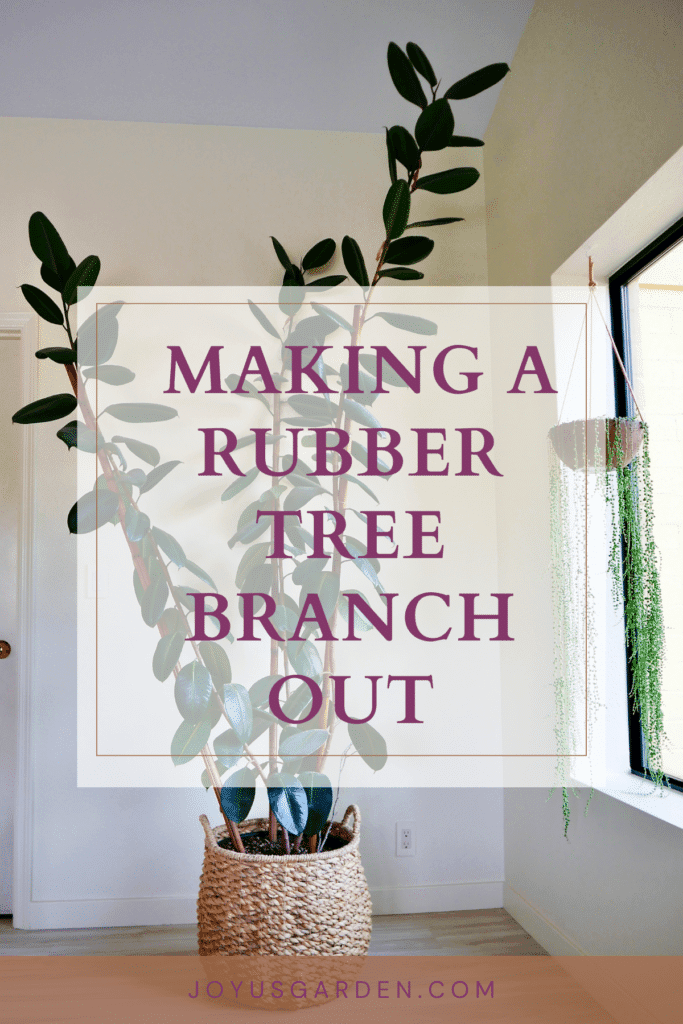 How To Make A Rubber Tree Branch Out | Joy Us Garden