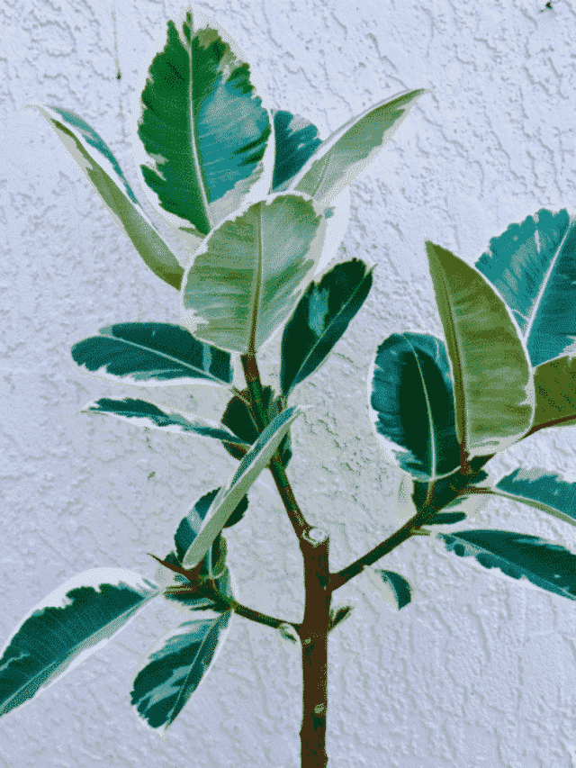 How To Make Rubber Tree Branch Out Joy Us Garden Care Propagation And Pruning