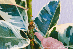 How To Make A Rubber Tree Branch Out | Joy Us Garden