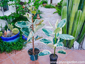 How To Make A Rubber Tree Branch Out | Joy Us Garden