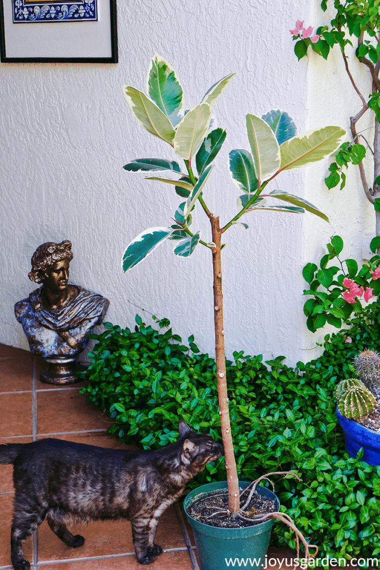 How To Make A Rubber Tree Branch Out | Joy Us Garden