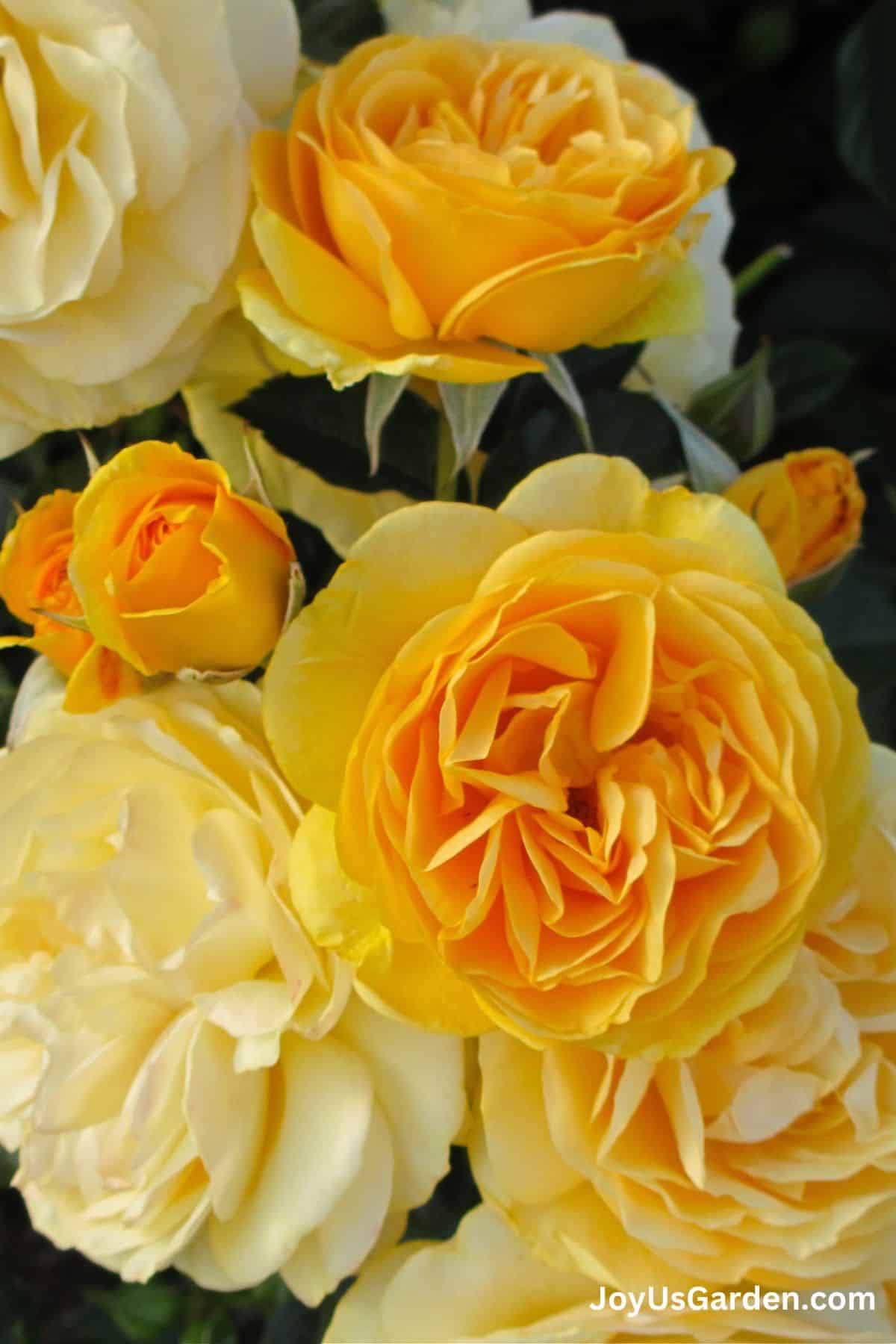 33 Roses For Containers; Plus Care & Growing Tips