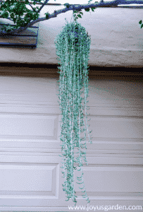 7 Popular Hanging Succulents To Love | Joy Us Garden