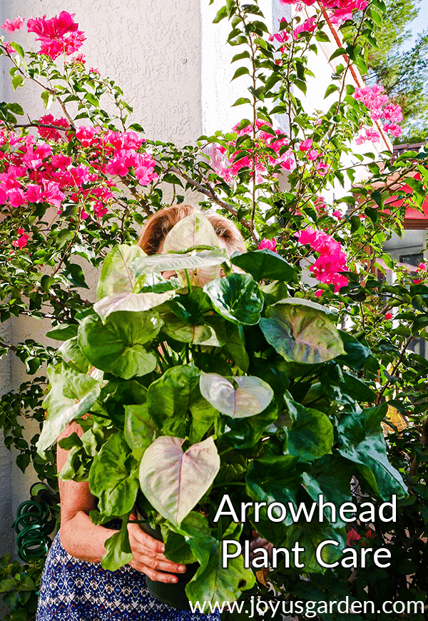 Arrowhead Plant Care And Growing Tips Joy Us Garden
