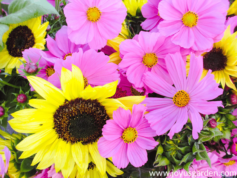 Organic Flower Gardening: Good Things to Know | Joy Us Garden
