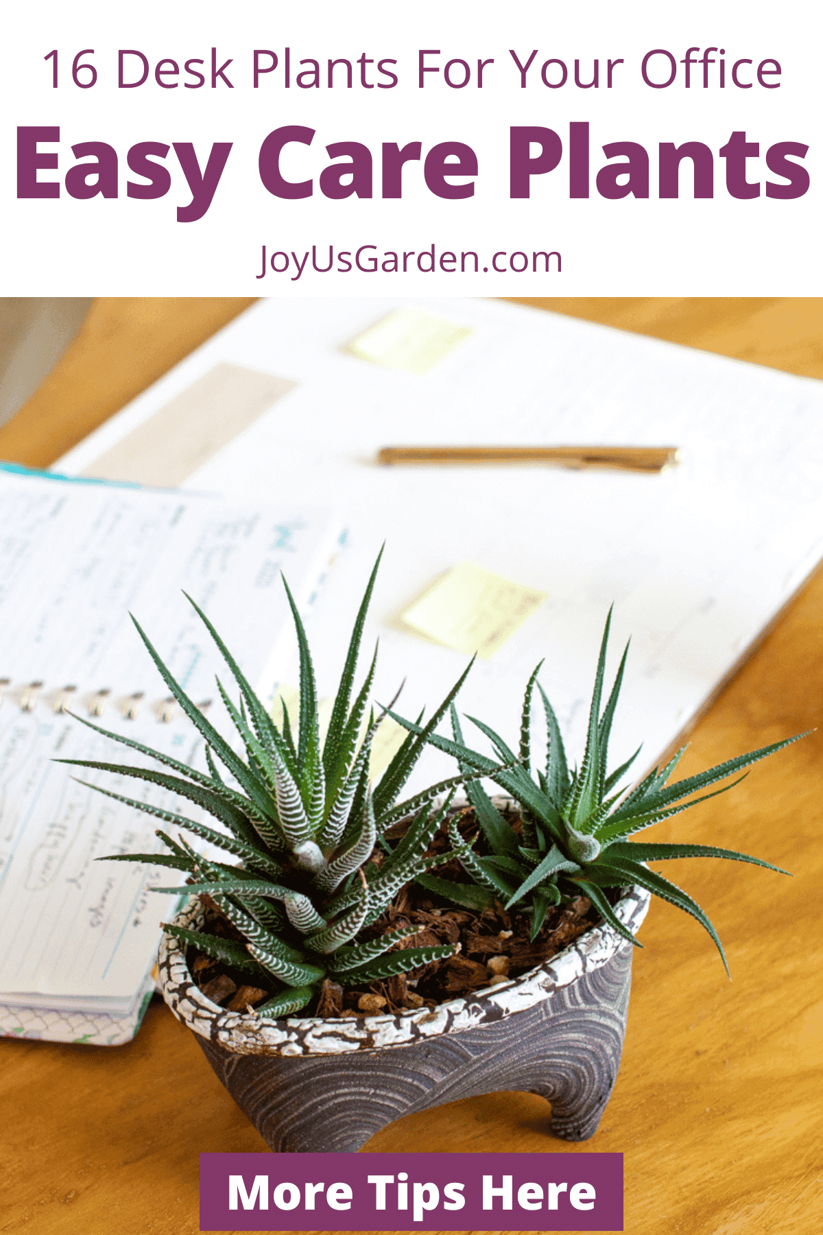 16 Best Office Desk Plants for Your WorkSpace (2025)