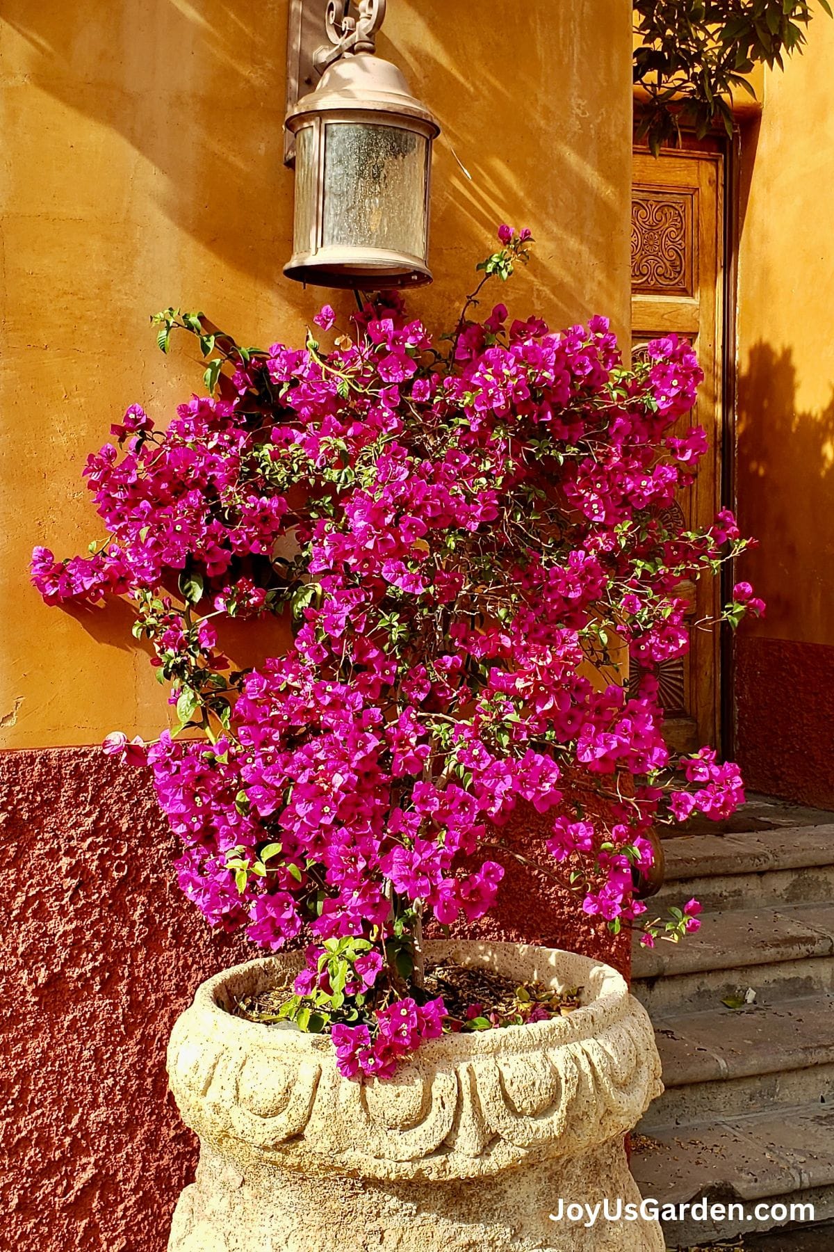 Planting Bougainvillea in Pots: Key Things To Know (2025 Guide)