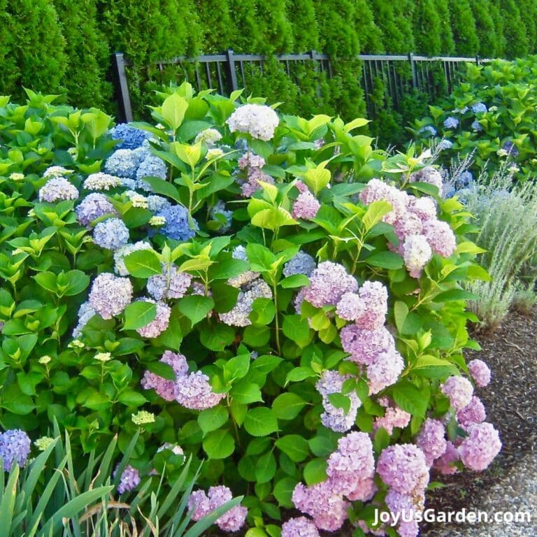 Hydrangea Color Change: The Cause & What To Do (2025 Guide)