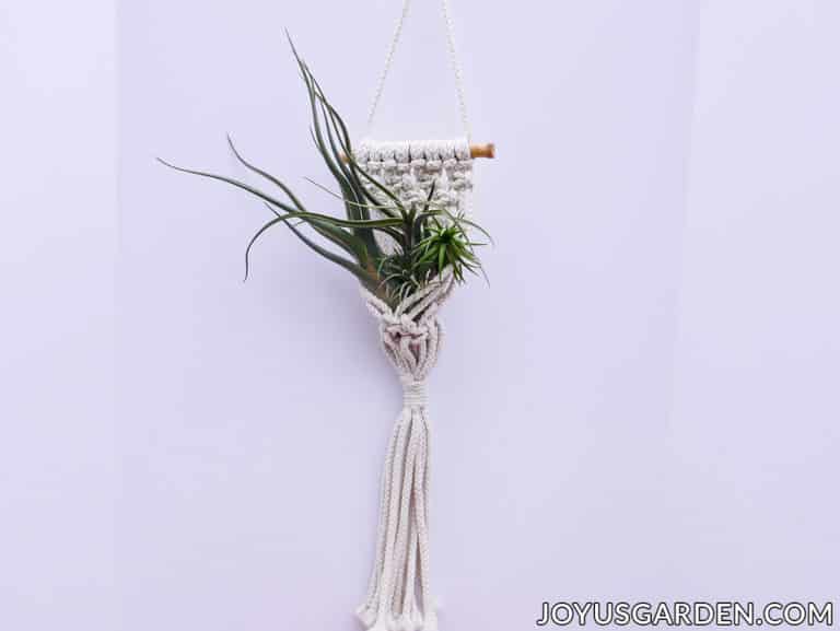 Hanging Air Plants: 10 Easy Ways To Hang Your Tillandsias