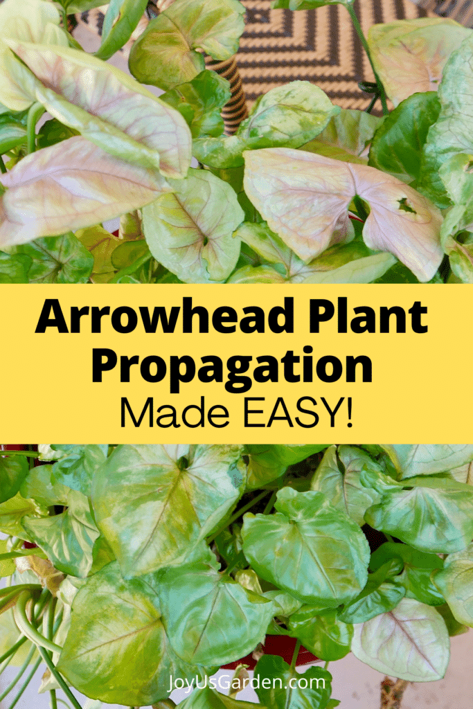 Arrowhead Plant Propagation: Easy Ways to Propagate Syngonium