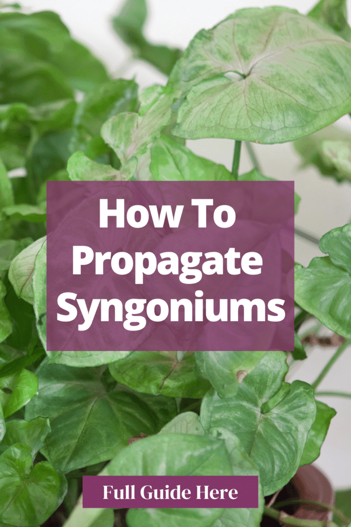 Arrowhead Plant Propagation: Easy Ways to Propagate Syngonium