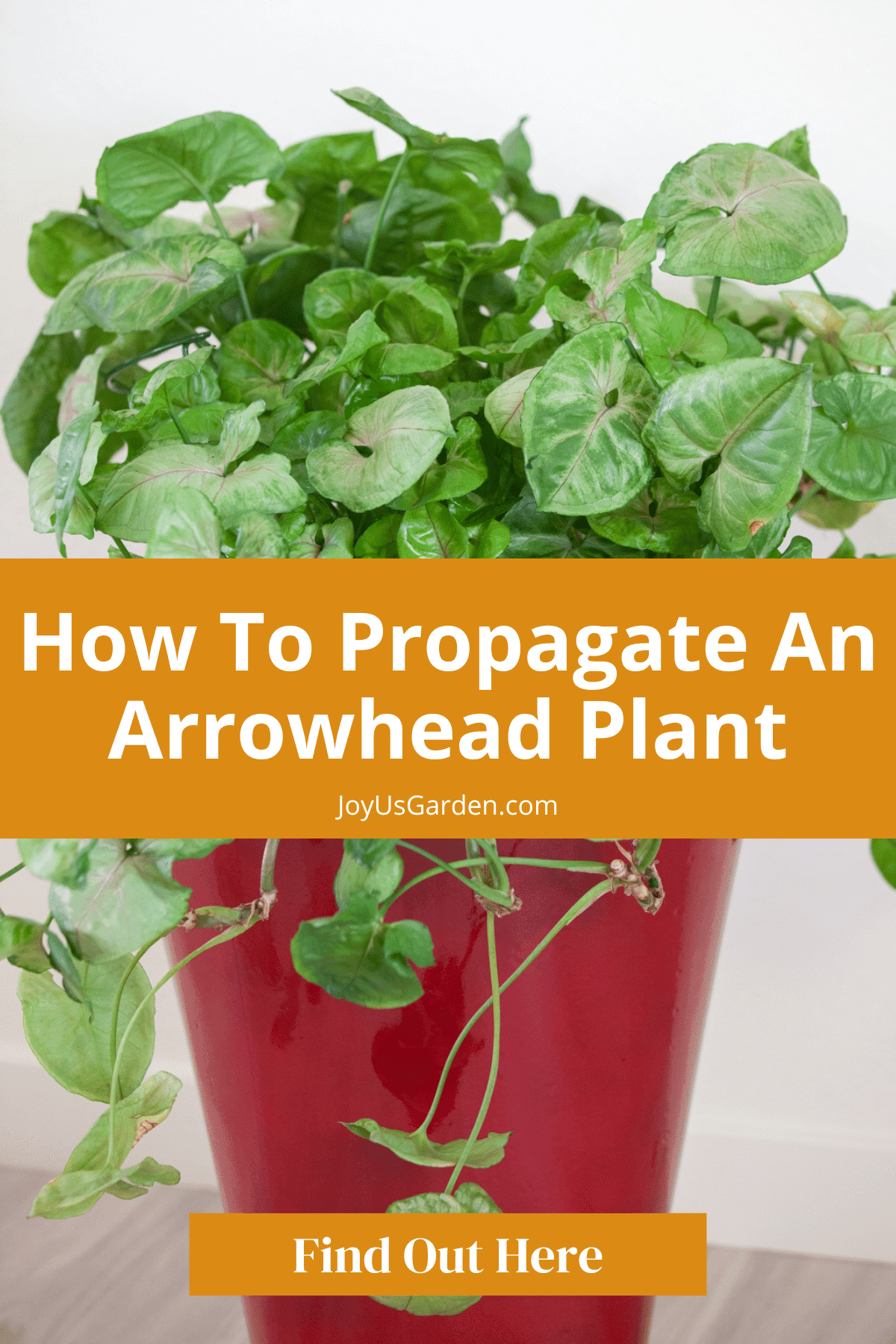 Arrowhead Plant Propagation: Easy Ways to Propagate Syngonium
