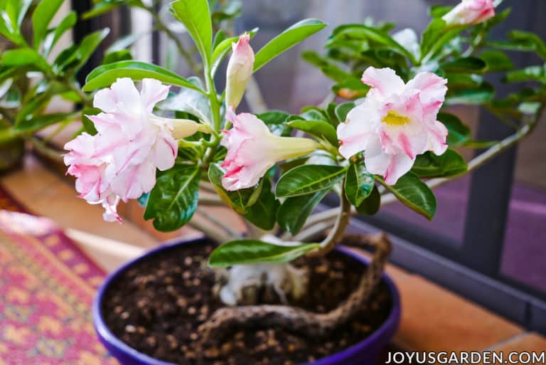 Pruning Desert Rose (Adenium Obesum) | Joy Us Garden