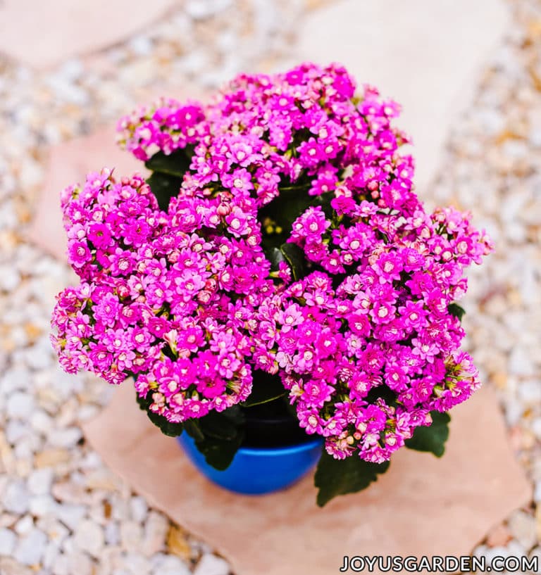 Calandiva Care and Growing Tips | Joy Us Garden