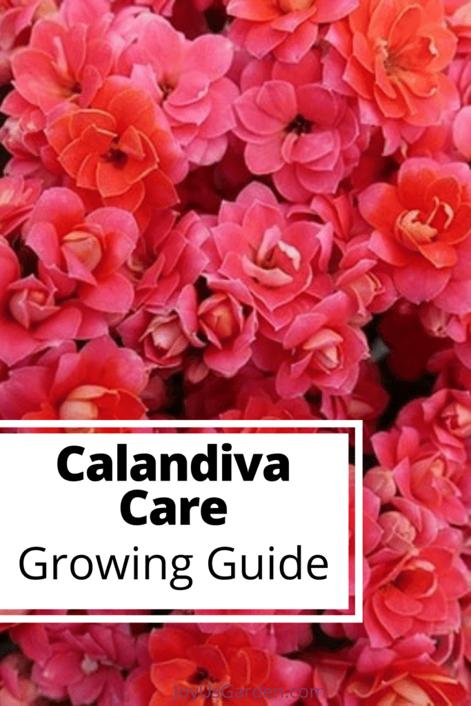 Calandiva Care and Growing Tips | Joy Us Garden