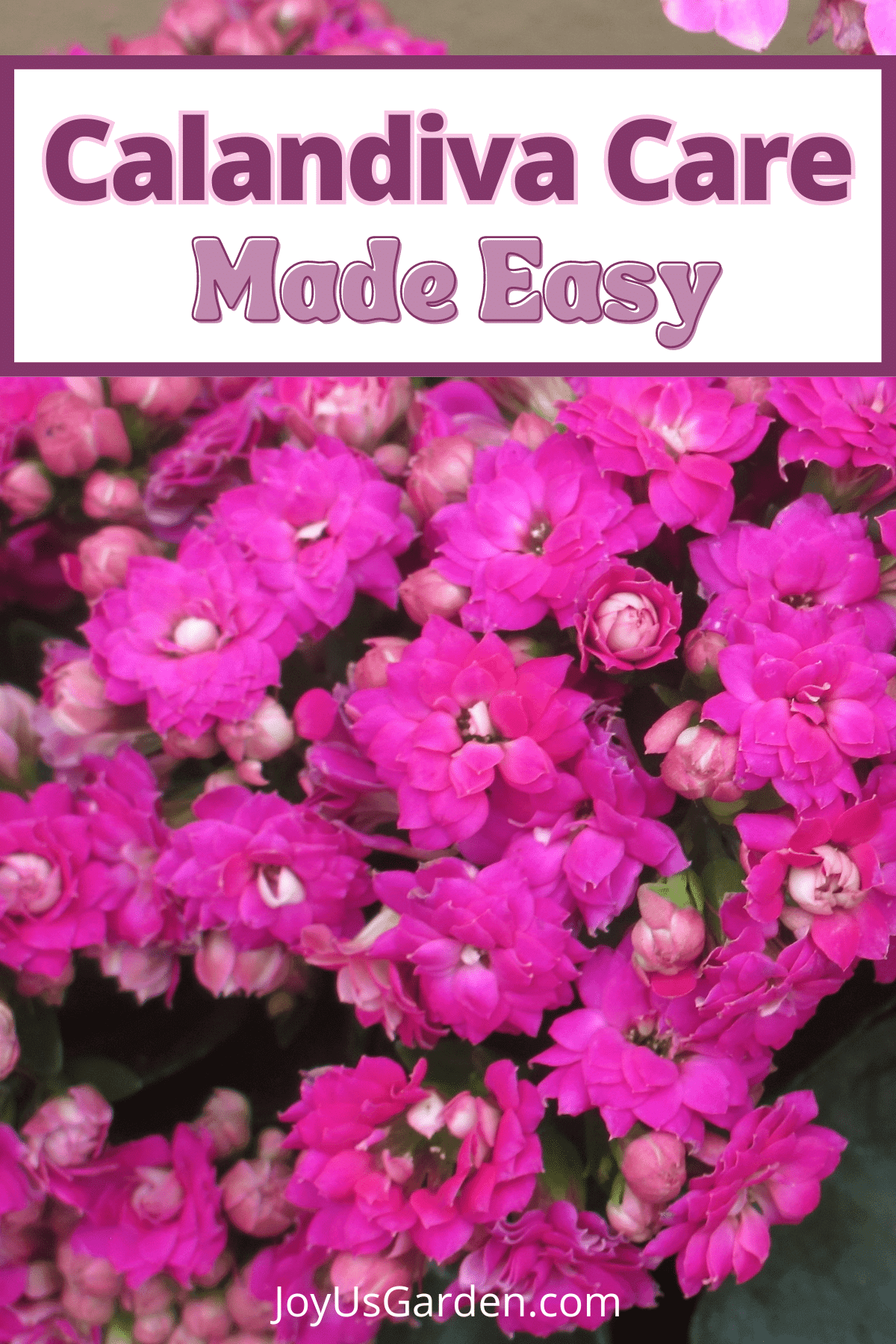 Calandiva Care and Growing Tips | Joy Us Garden