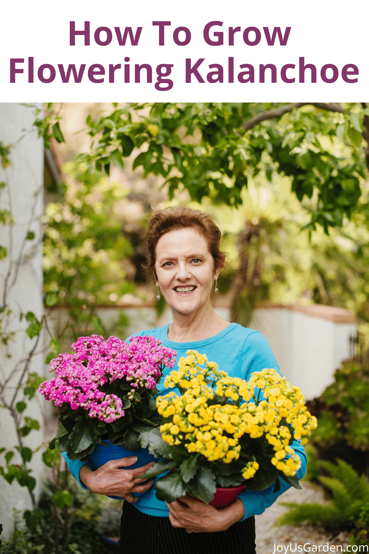 Calandiva Care and Growing Tips | Joy Us Garden