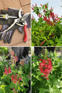 Pruning Salvias: How To Prune 3 Different Types of Salvias
