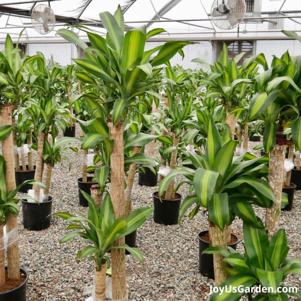 28 Popular Houseplants You Can Purchase Online