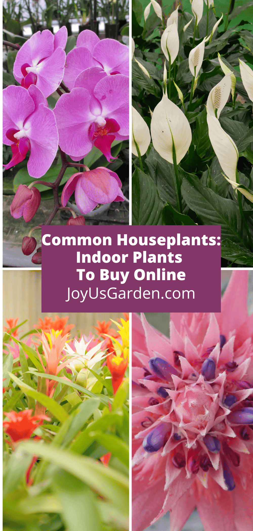28 Popular Houseplants You Can Purchase Online