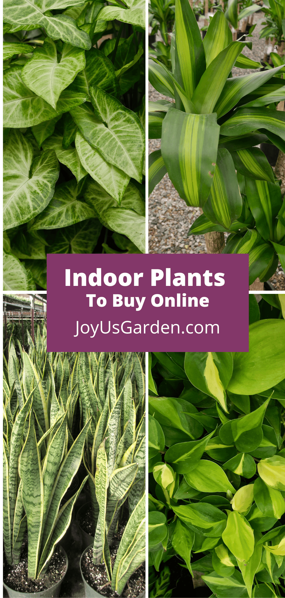28 Popular Houseplants You Can Purchase Online