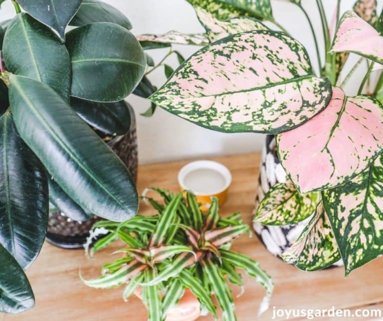 Plant Humidity: How to Increase Humidity For Houseplants