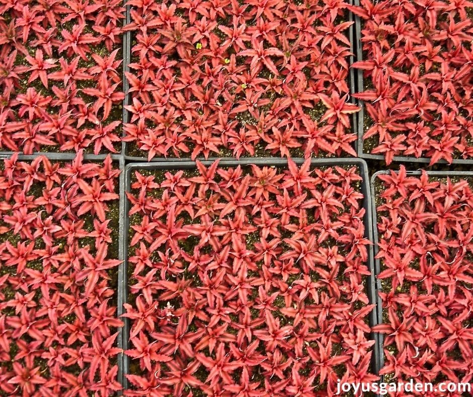 Earth Star Plant Care: How to Grow a Cryptanthus Bromeliad (2022)