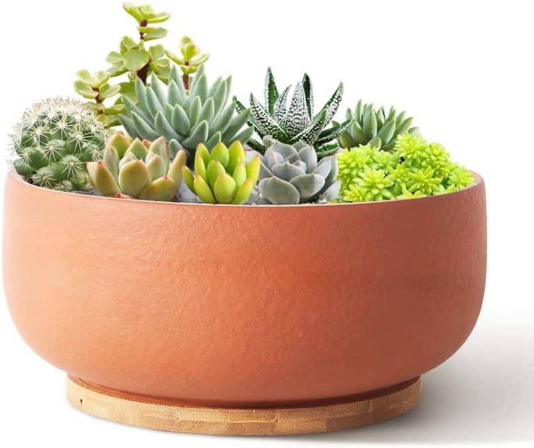 21 Indoor Succulent Planters for Indoor Succulent Gardens