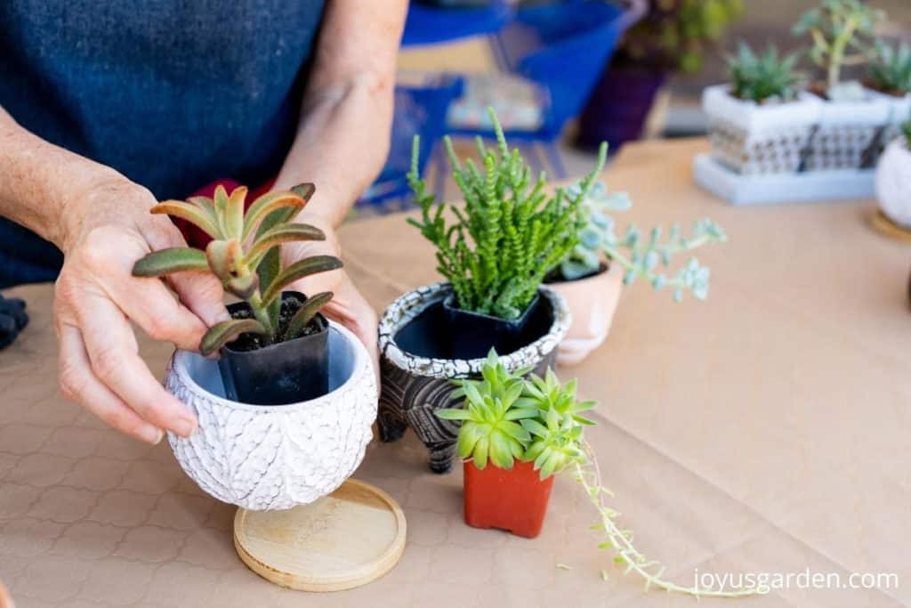 How To Plant Succulents In Small Pots | Joy Us Garden