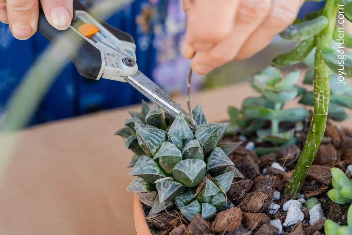 How To Prune Succulents: A Guide to Pruning Succulents