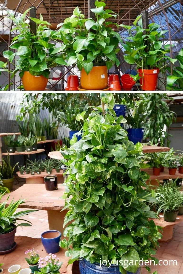 Pothos Plant Care: The Easiest Trailing Houseplant (2025 Guide)