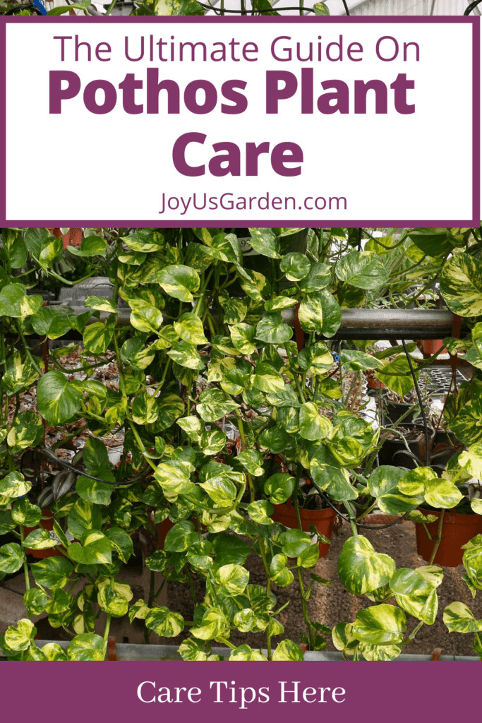 Pothos Plant Care: The Easiest Trailing Houseplant (2025 Guide)