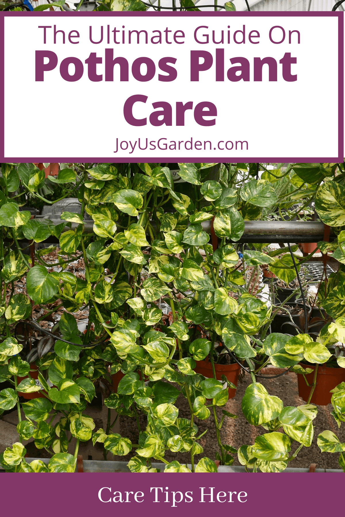 Pothos Plant Care: The Easiest Trailing Houseplant (2024 Guide)