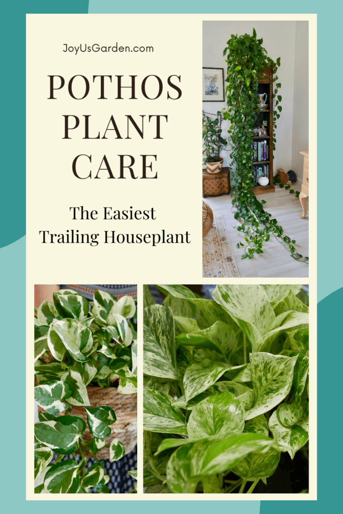 Pothos Plant Care: The Easiest Trailing Houseplant (2025 Guide)