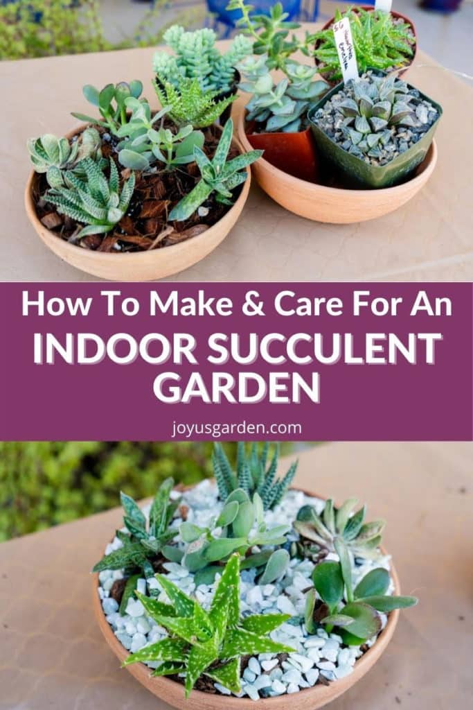 How To Prune Succulents: A Guide to Pruning Succulents