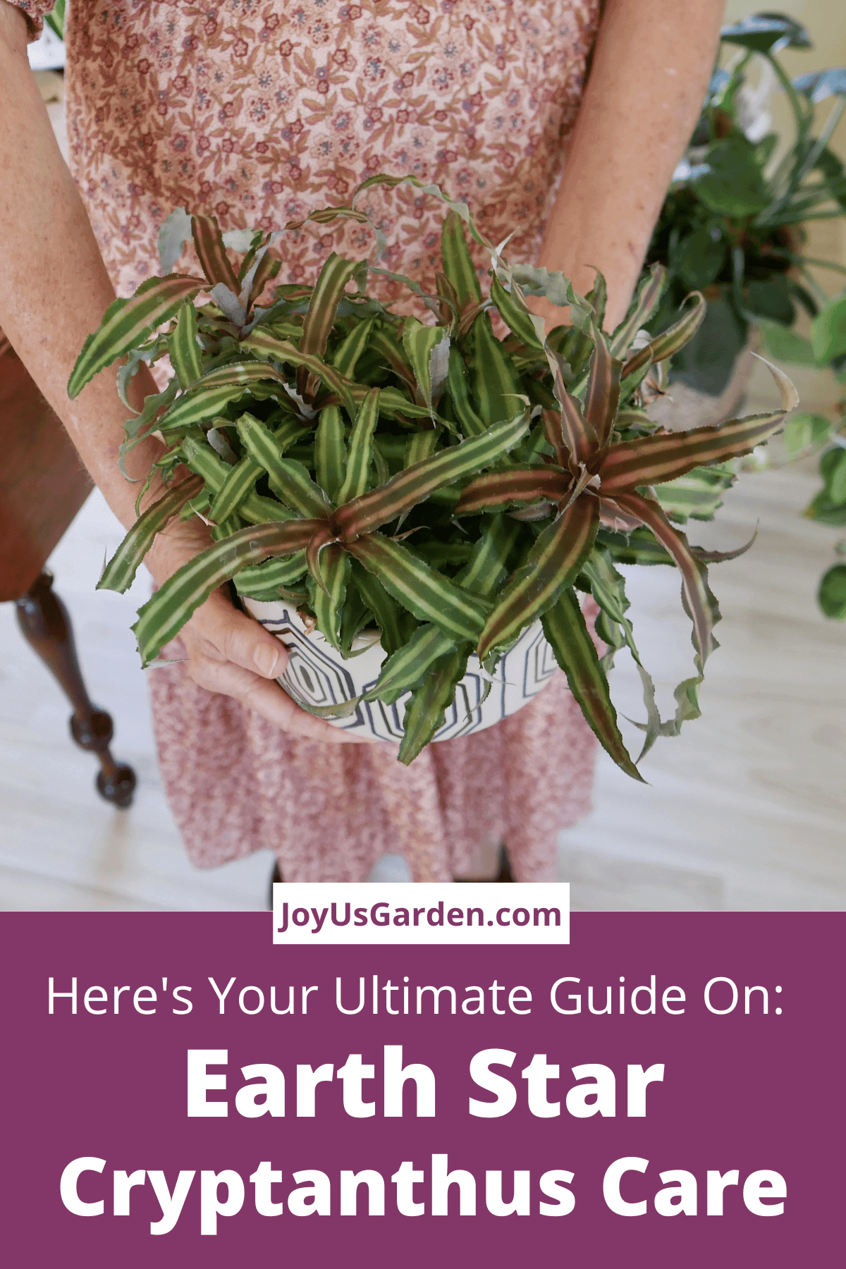 Earth Star Plant Care & Growing Tips (2025)