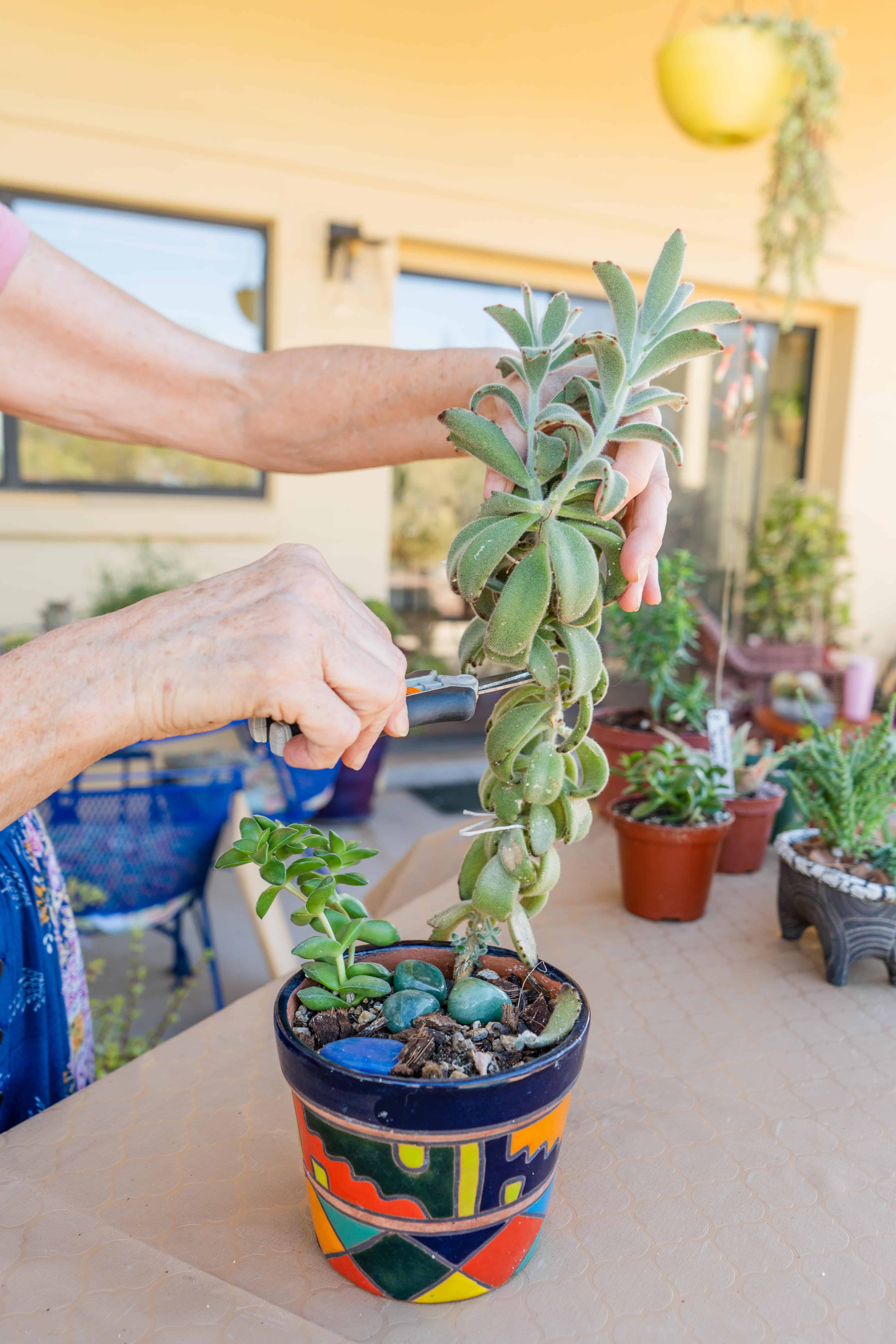 Succulent Plant Large Stem How To Revive A Succulent