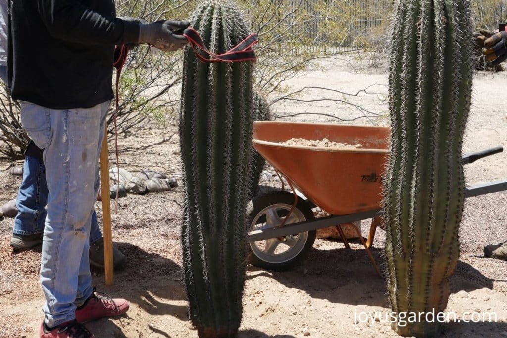 Transplanting Saguaro Cactus