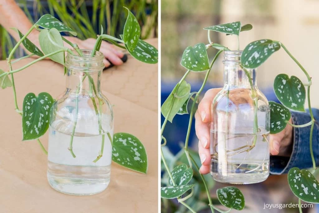Satin Pothos Propagation: A Quick Guide to Propagation & Pruning