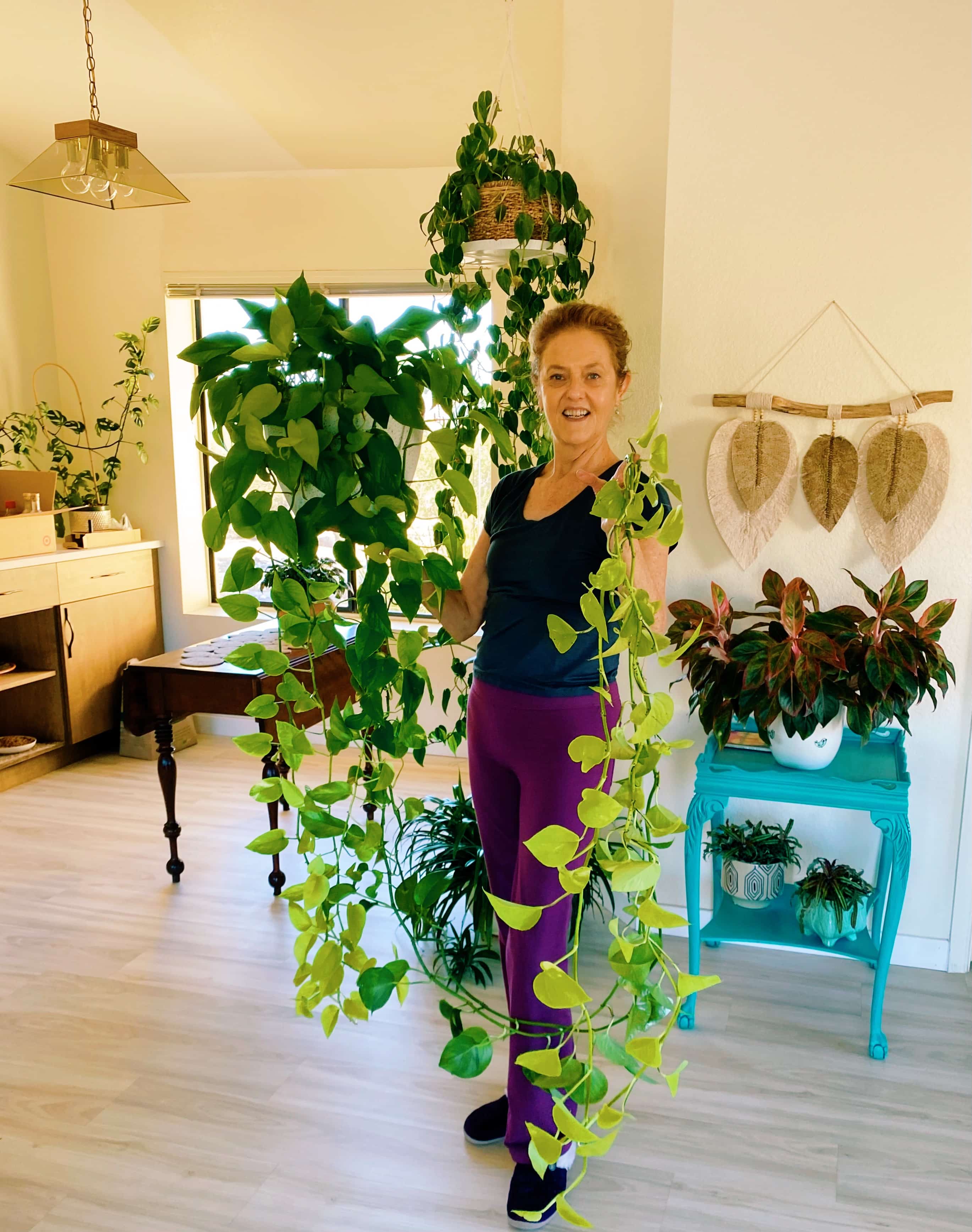 Neon Pothos Plant