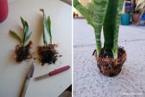 Propagating Snake Plants: Snake Plant Cuttings (2025 Guide)
