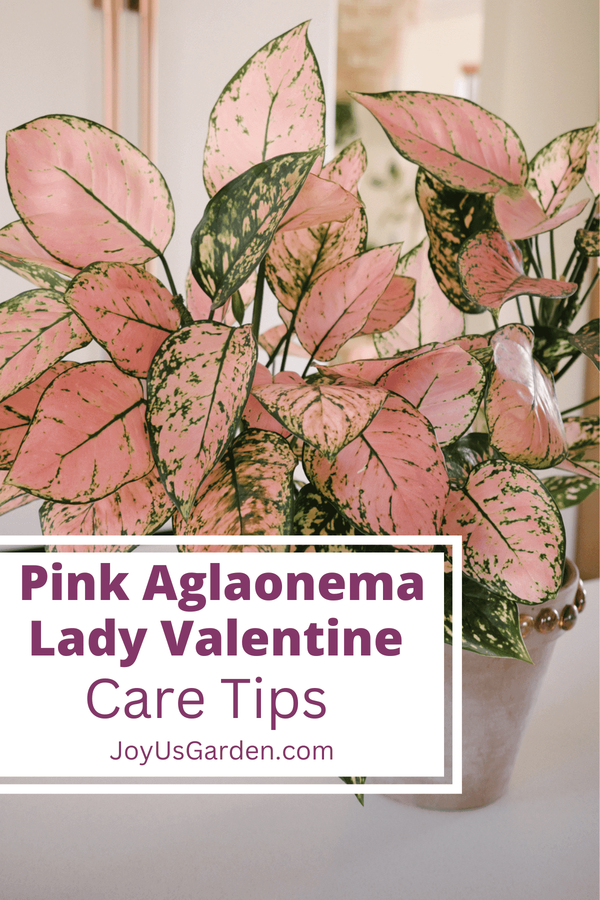 Aglaonema Lady Valentine (Pink Agalonema) Care Guide 2025