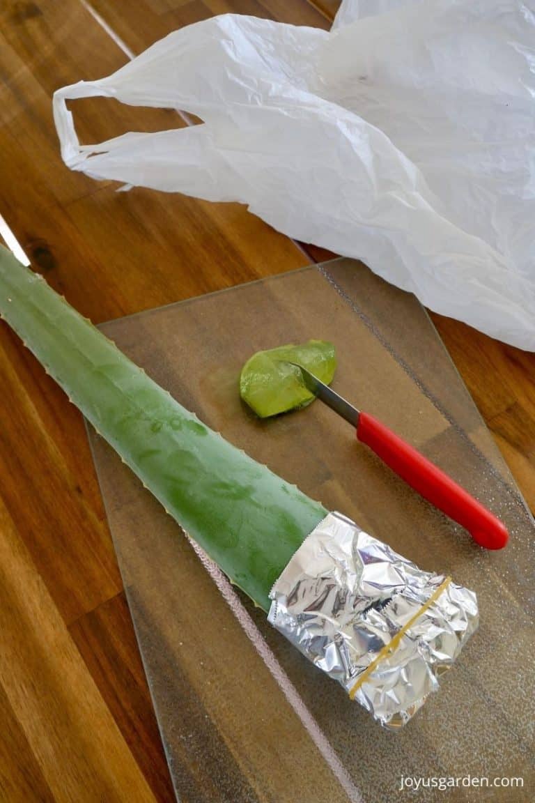 How to Use Aloe Vera: Top 7 Ways to Use Aloe Vera Leaves