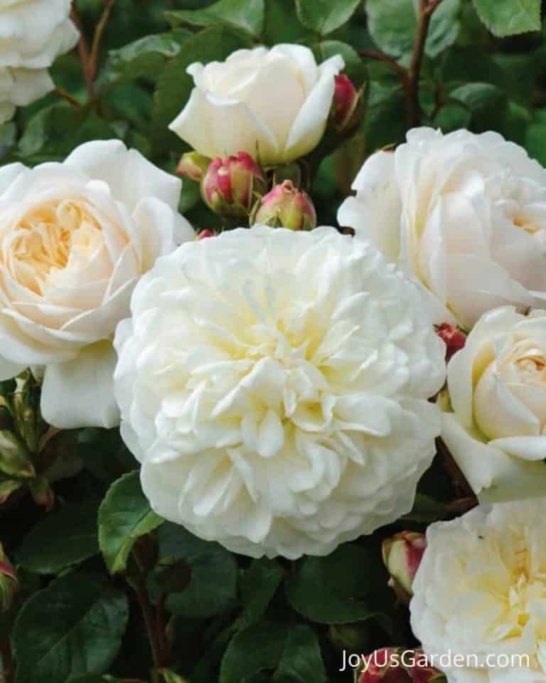 Feeding Roses & Fertilizing Roses:Answers To Your Questions
