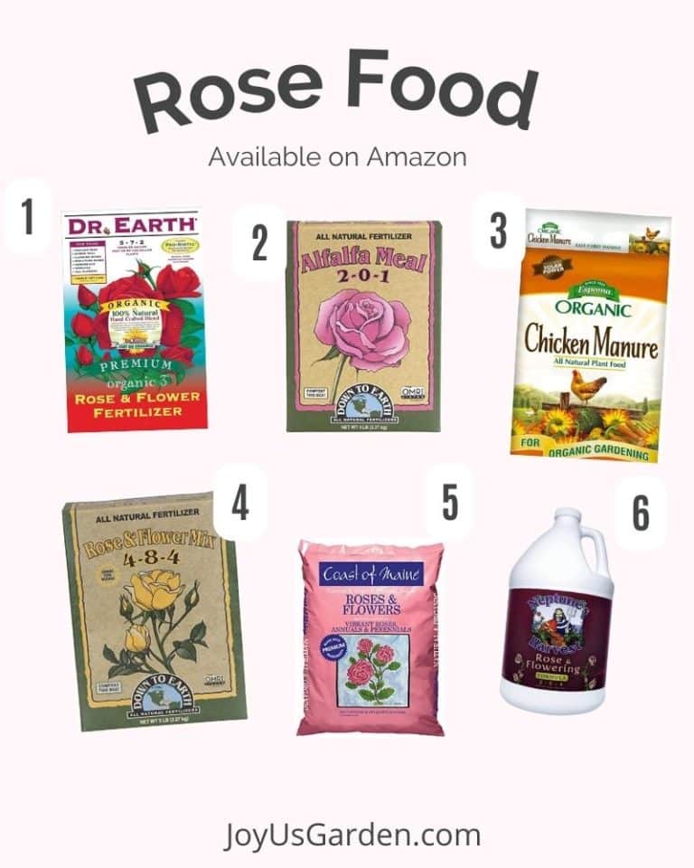 Feeding Roses & Fertilizing Roses:Answers To Your Questions