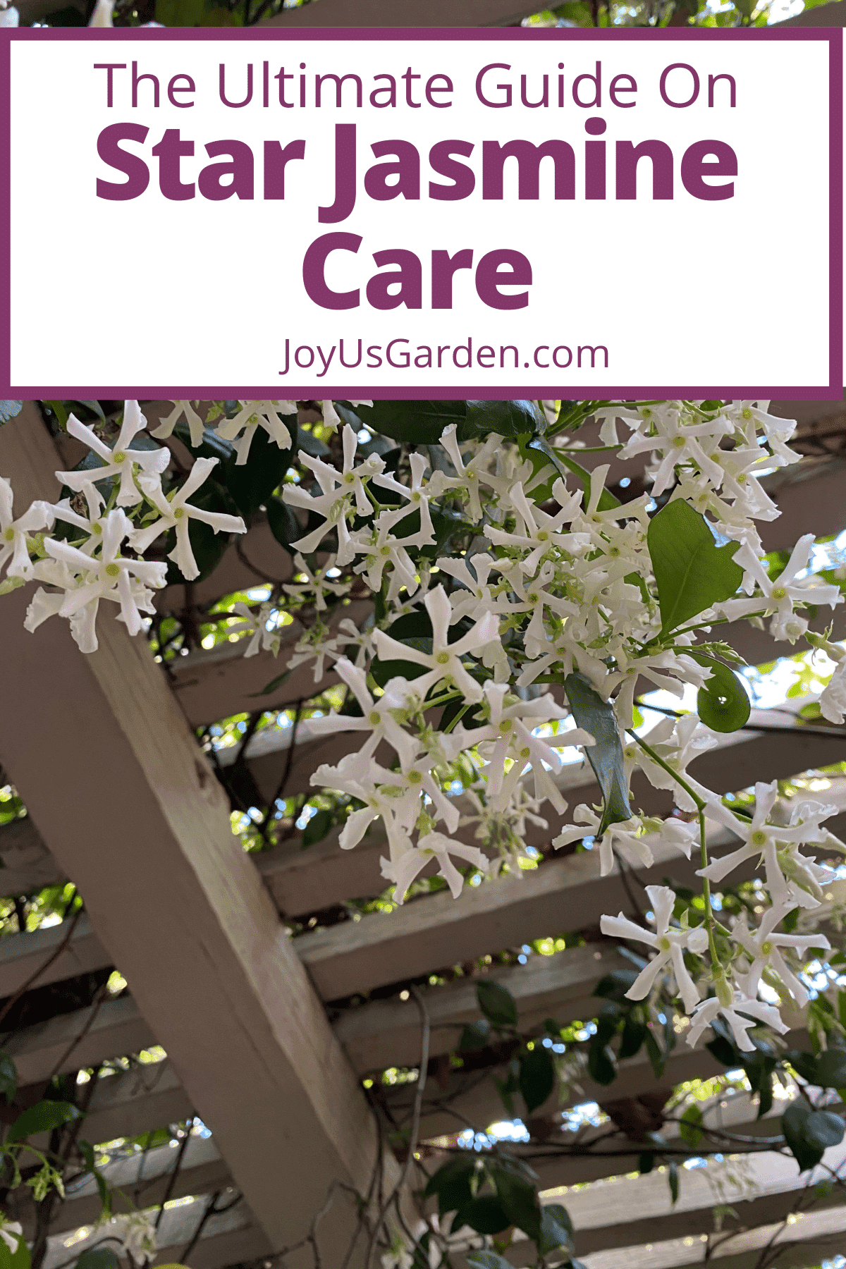 Star Jasmine Care and Growing Tips (Complete Guide)