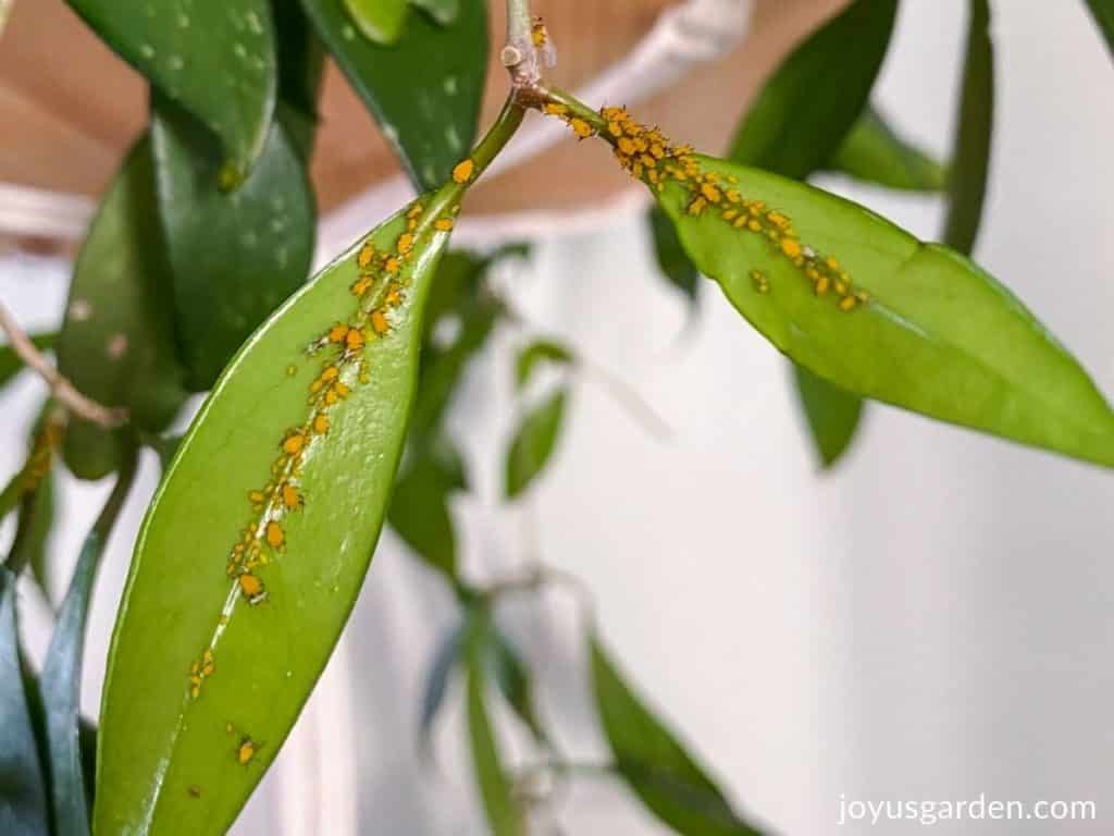 How To Get Rid Of Aphids (2022 Guide)