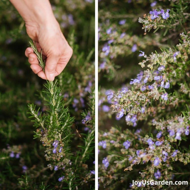 Herbs For Full Sun To Grow In Your Garden Or In Pots