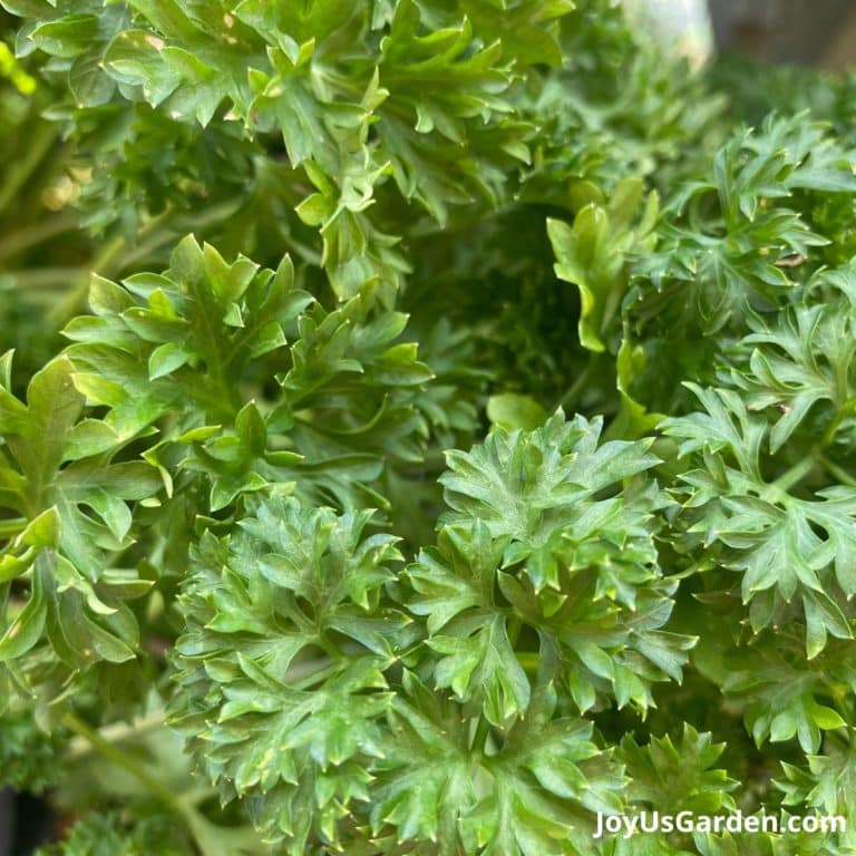 Herbs For Full Sun To Grow In Your Garden Or In Pots